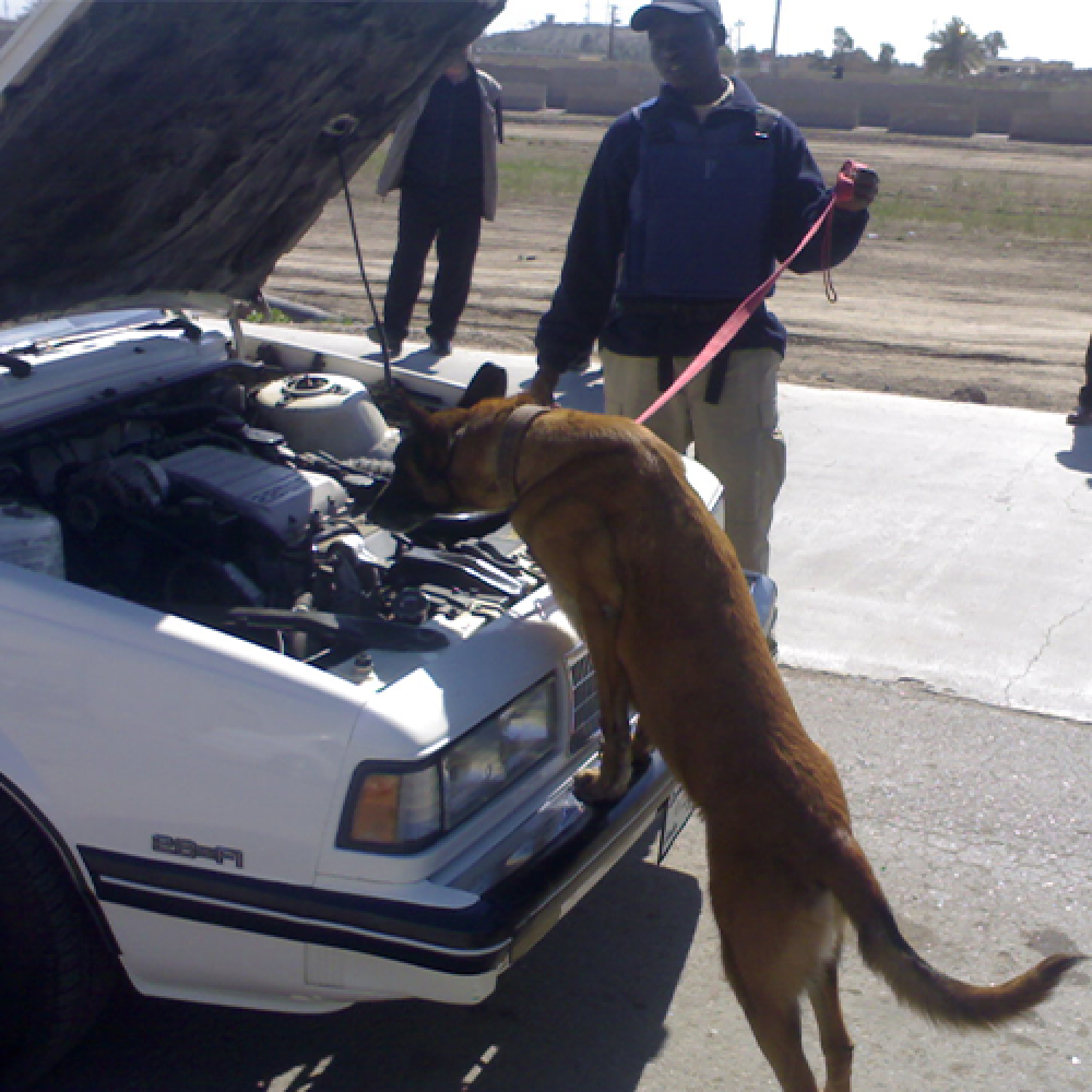 Dyck Advisory Group - Canine Services