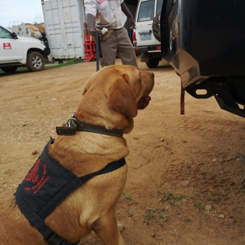 Dyck Advisory Group - Canine Services